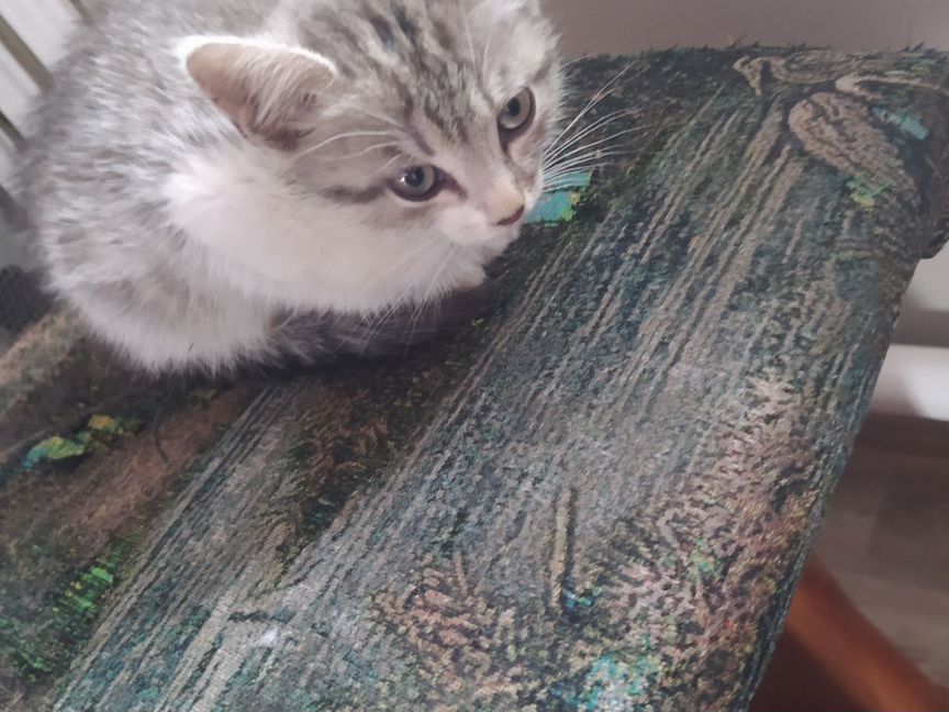 Отдам котенка(кошка)