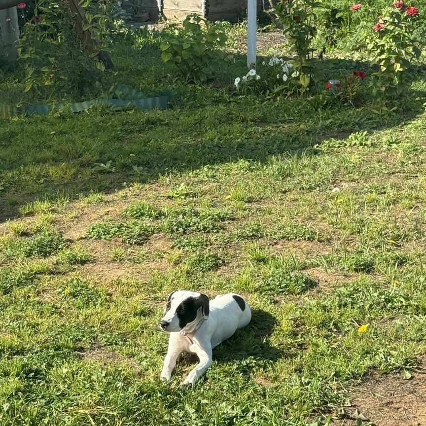 Собака в добрые руки