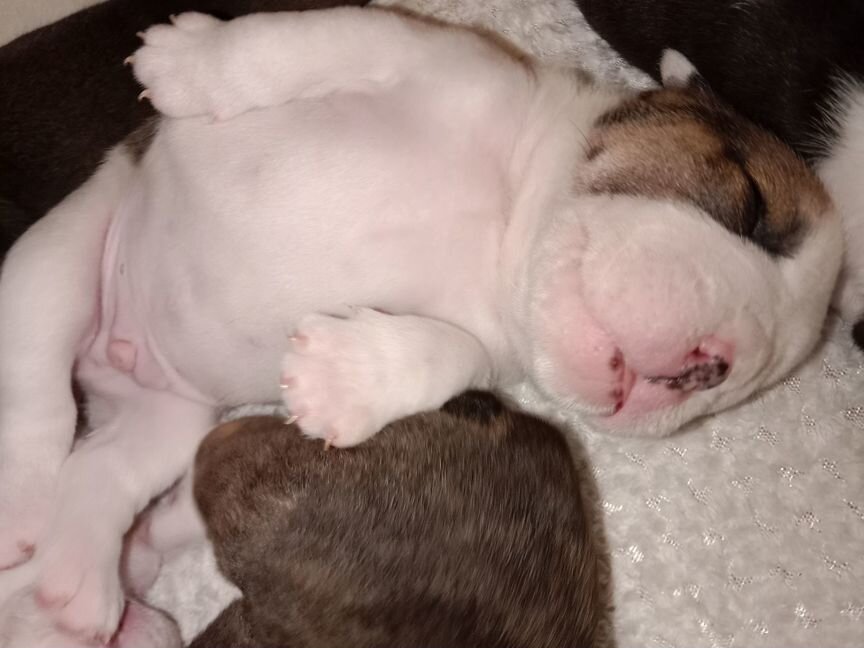 Английский малыш-медвежонок