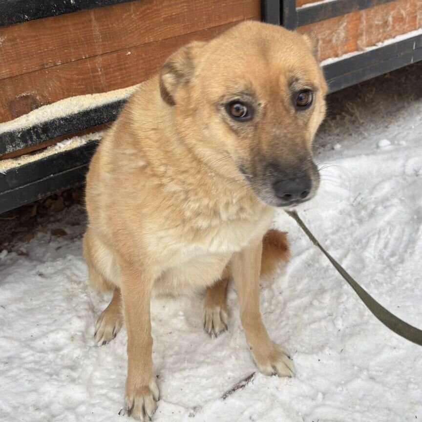 Взрослая собака в добрые руки