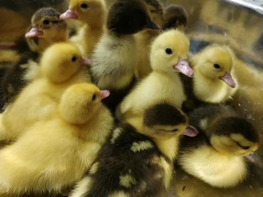 Индоутята суточные