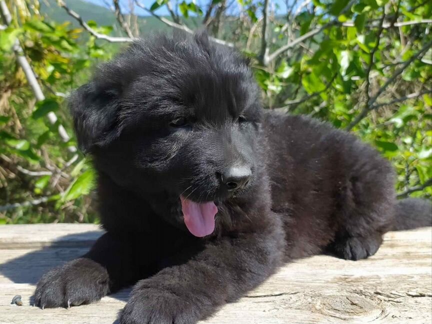 Щенки немецкой овчарки