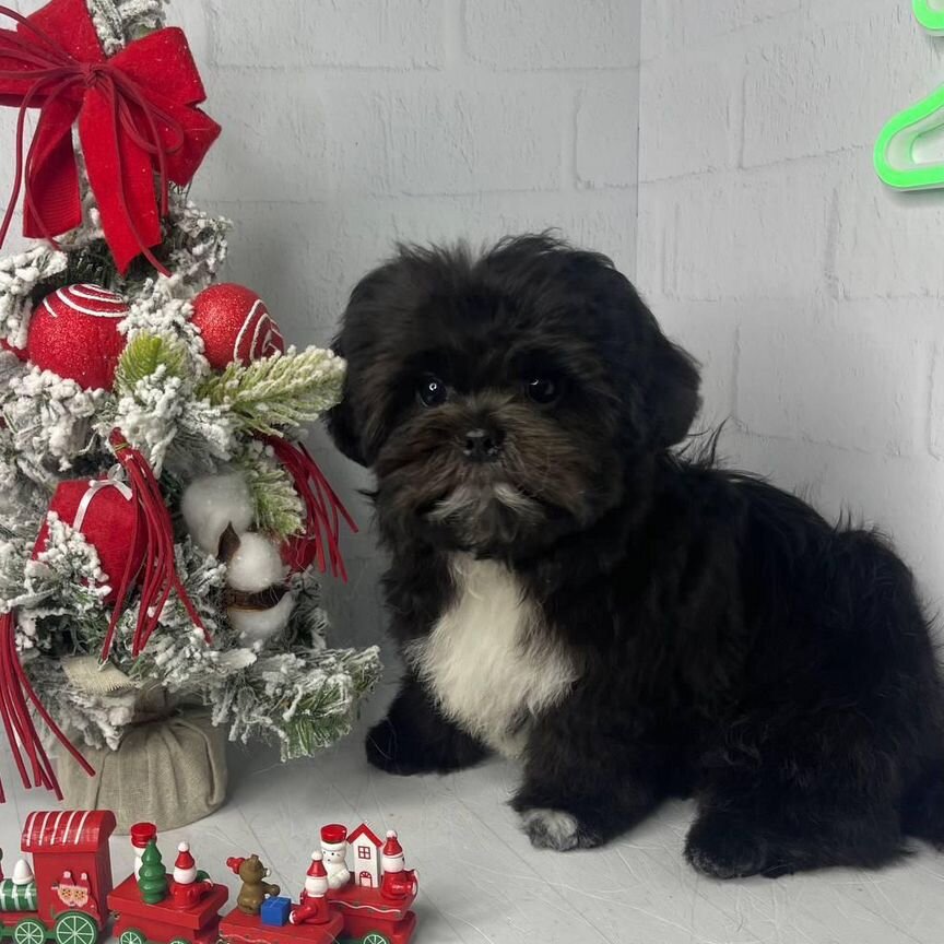 Мальтипу, щенок