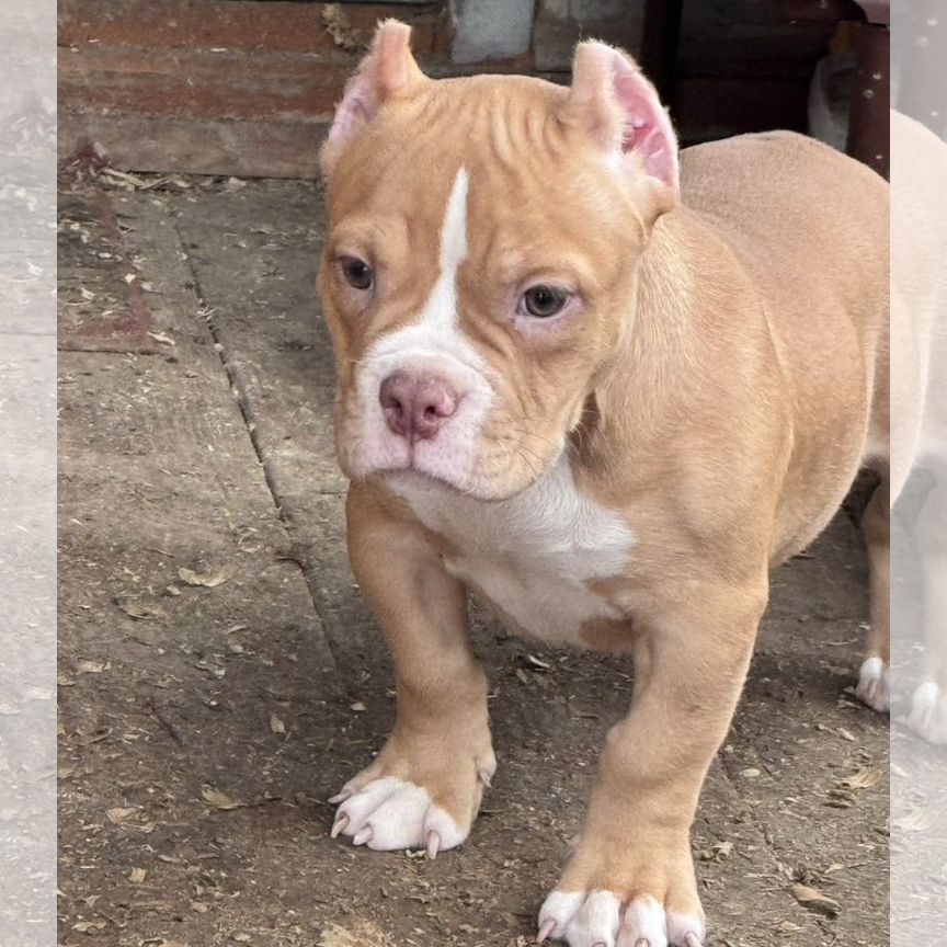 Американский булли, щенок