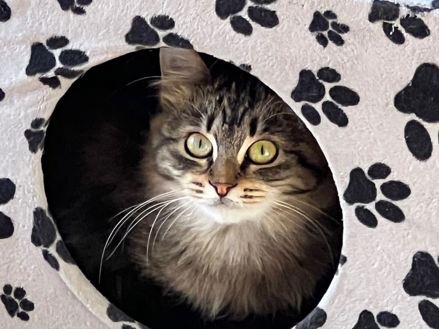 Котенок девочка в добрые руки