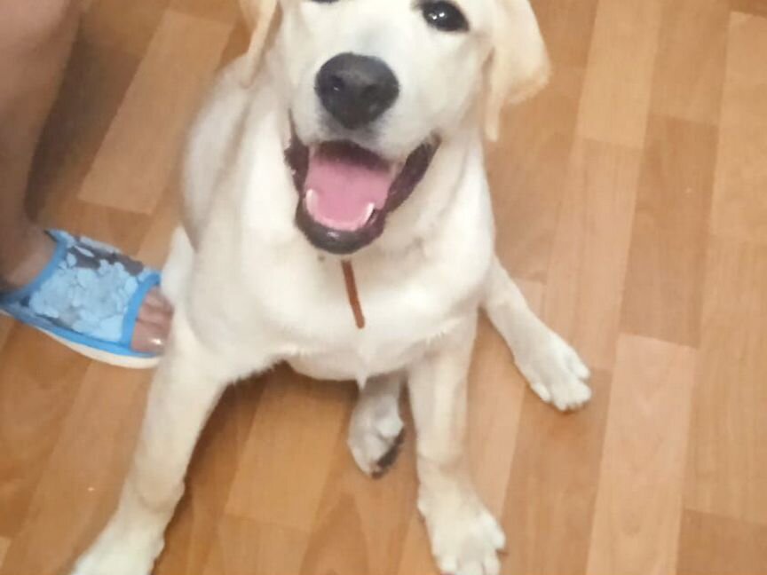 Отдам щенка в добрые руки