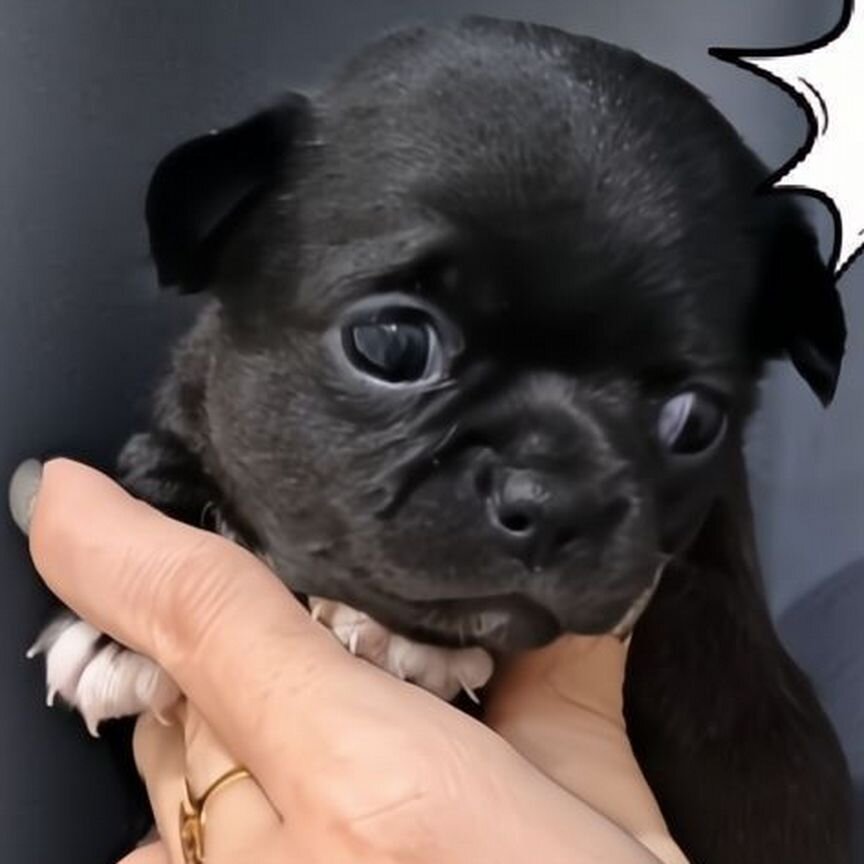 Чихуахуа, щенок