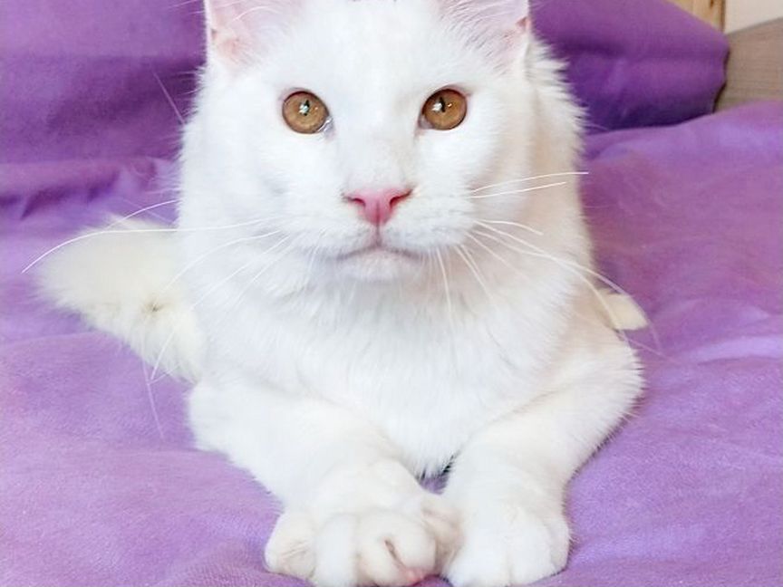 Котёнок Мейн-Кун Мальчик Питомник