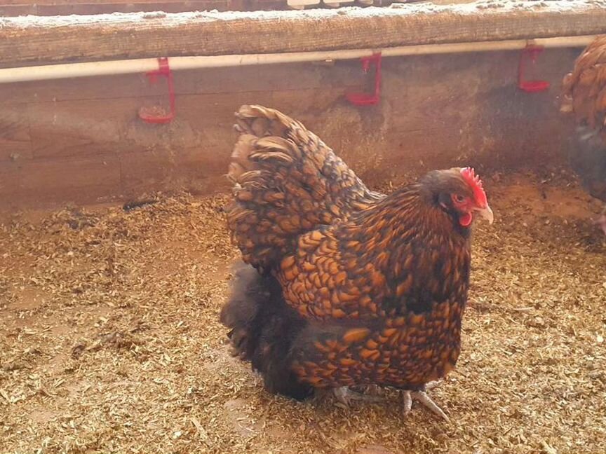 Семья орпингтон, золото