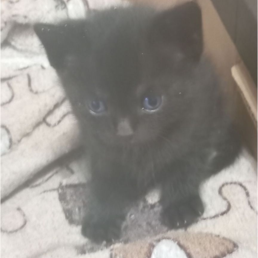 Британский длинношёрстный котёнок