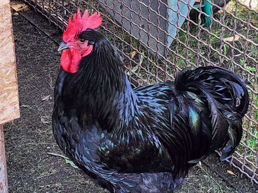 Петух джерсийский гигант