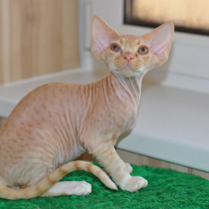 Мальчики из питомника Devon rex 74