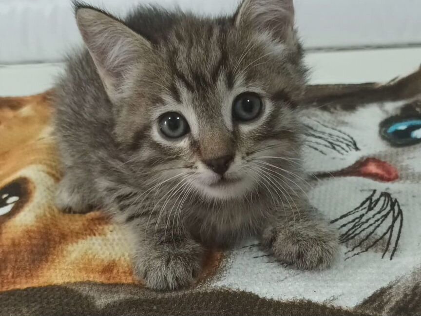 Котенок тигренок 1.5 мес в дар