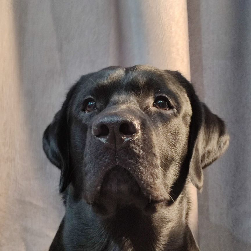 Лабрадор (мальчик)вязка