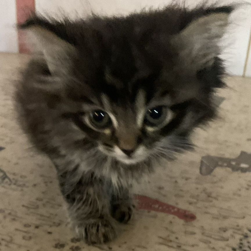 Персидский котёнок