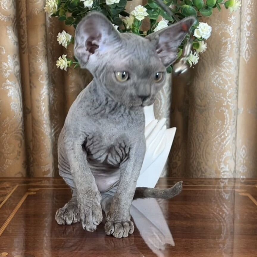 Девон-рекс котёнок