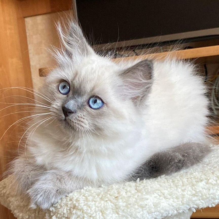 Невский маскарадный котик