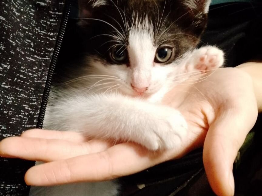 Котенок -малыш