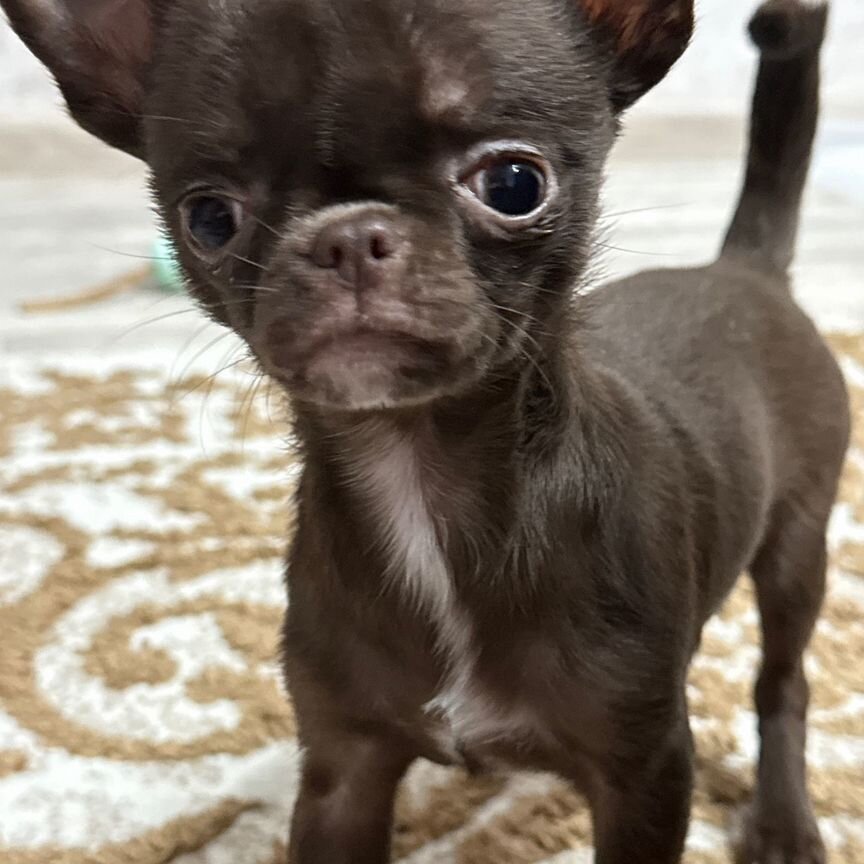 Чихуахуа, щенок