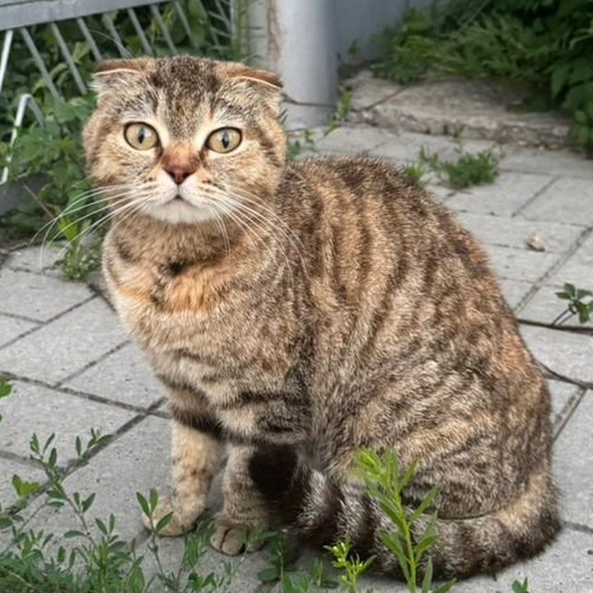 Кошки в добрые руки