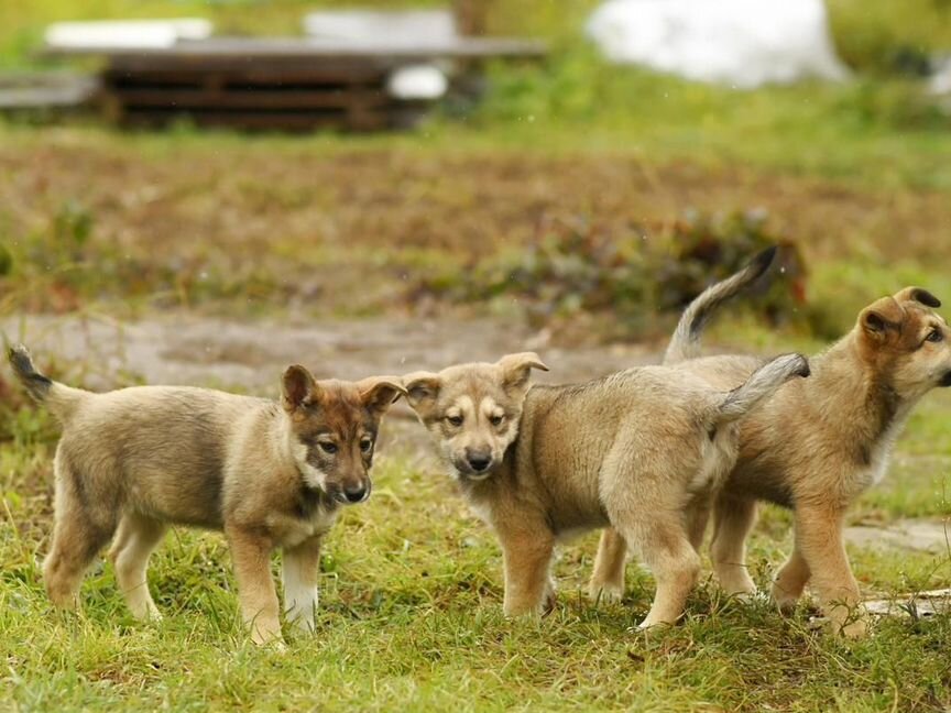 Щенок в добрые руки