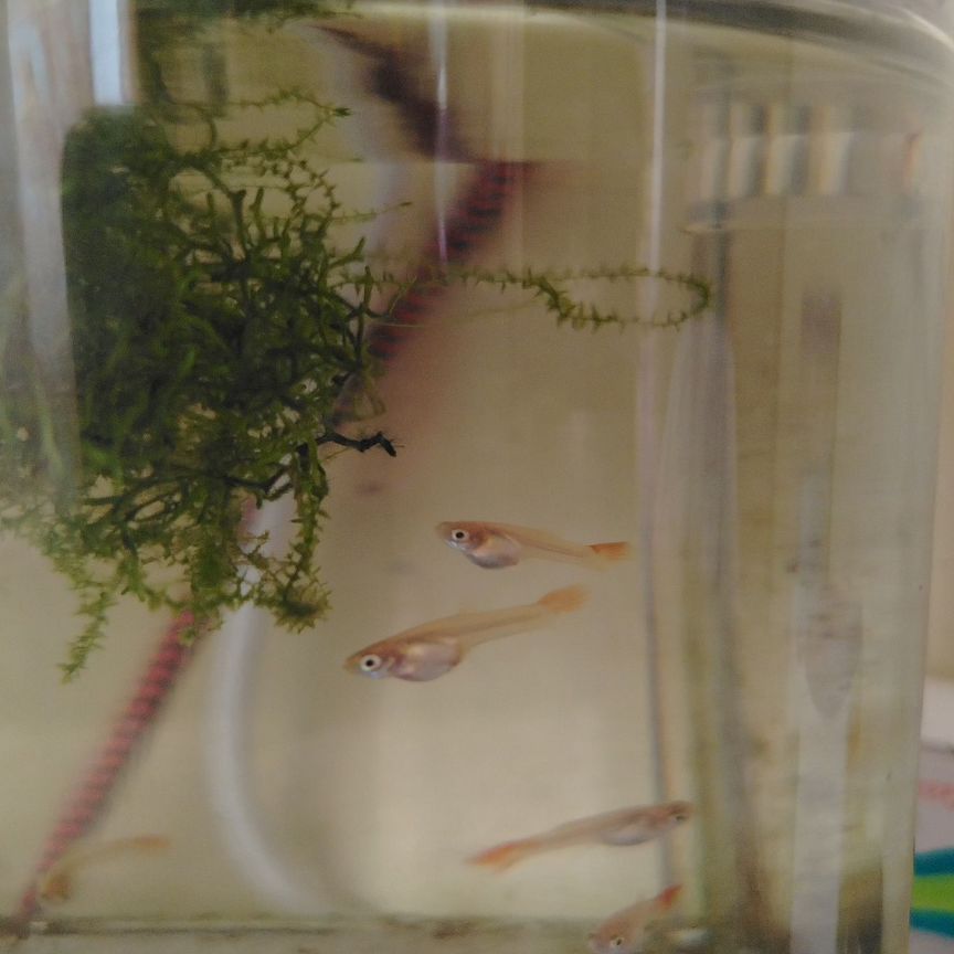 Гуппи чистая линия