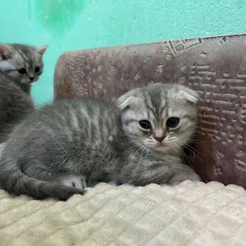 Шотландская