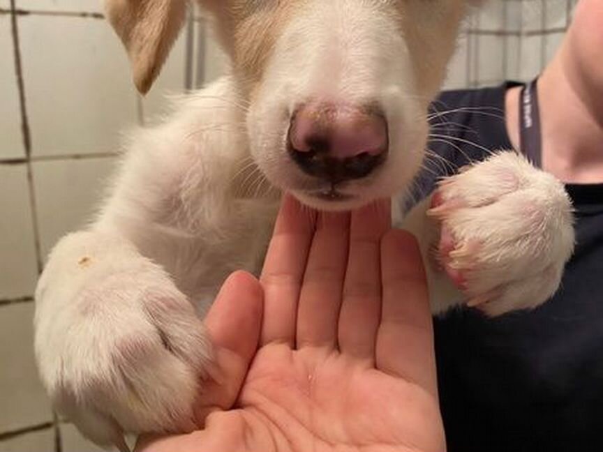 Щенок мальчик