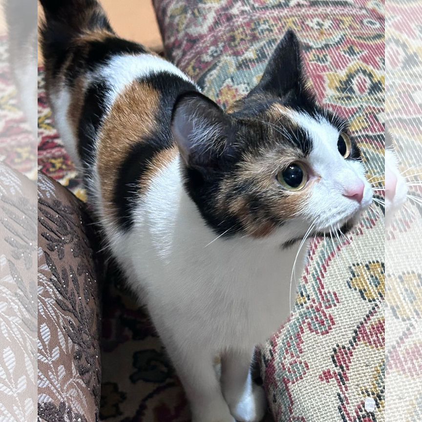 Эгейская, взрослая кошка