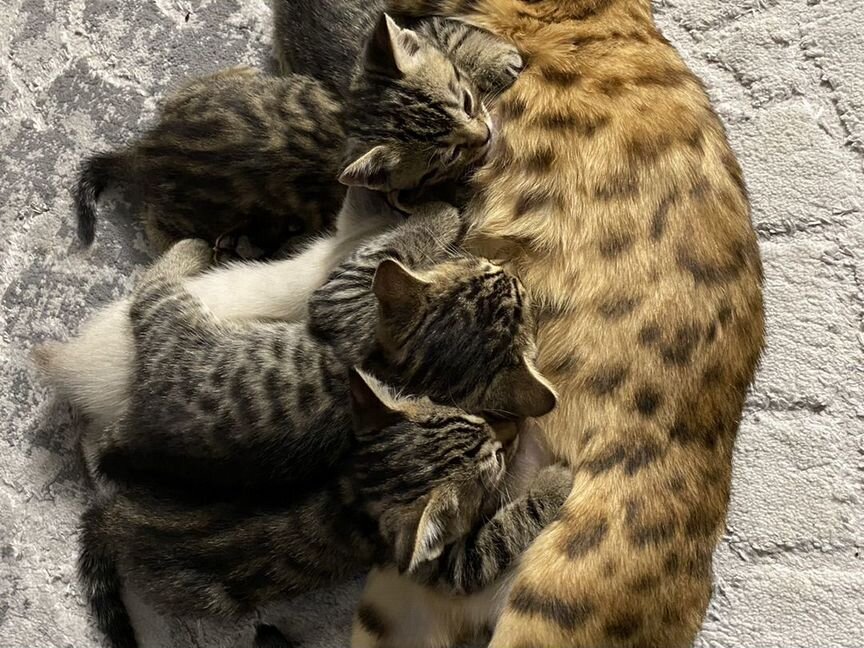 Бенгальские котята
