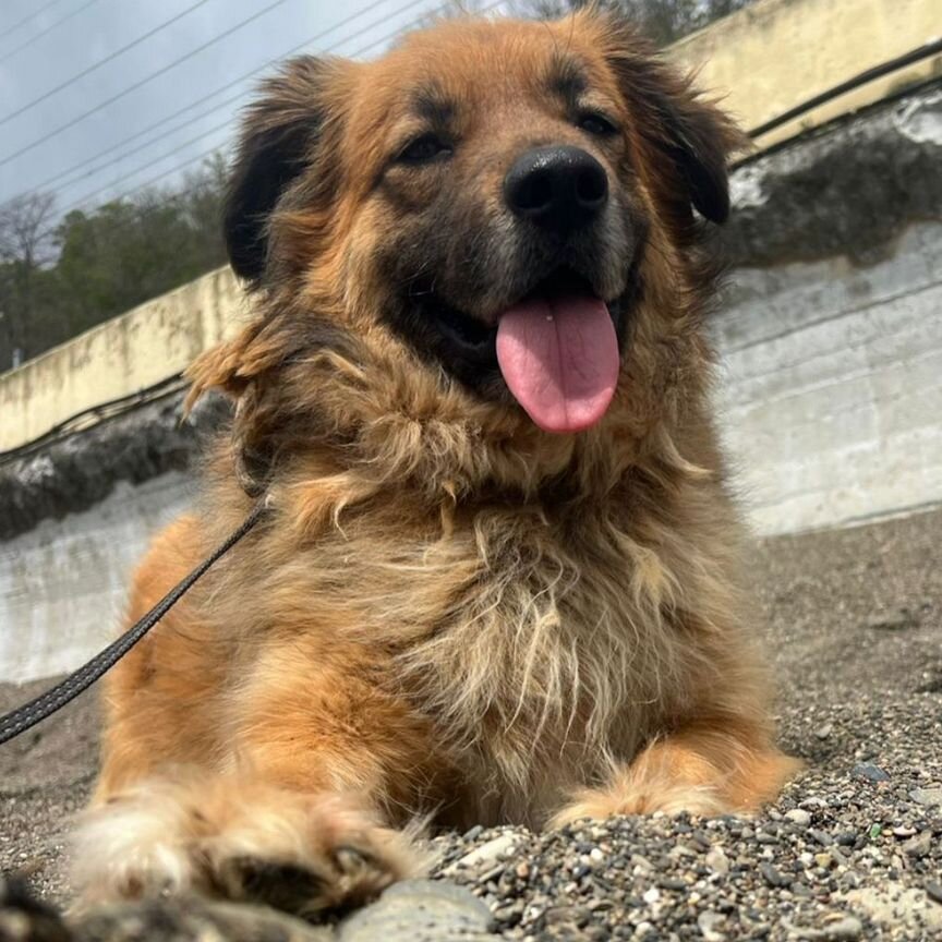 Взрослый пёс в добрые руки