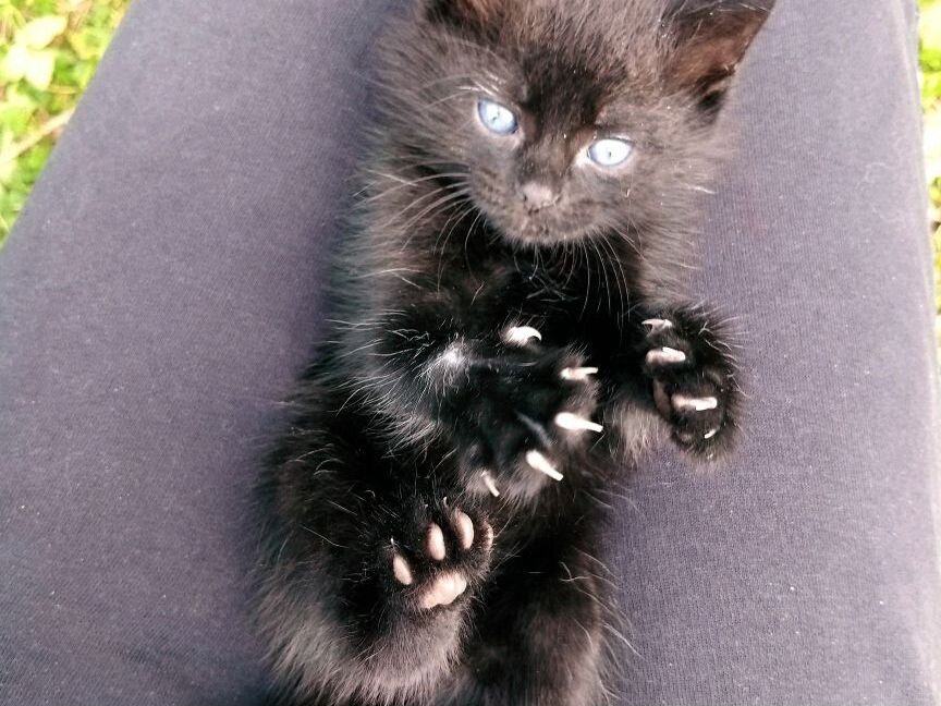 Котята от домашней кошки