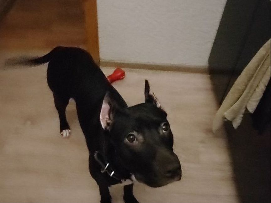 Собака в добрые руки. Примерно 1 год мальчику