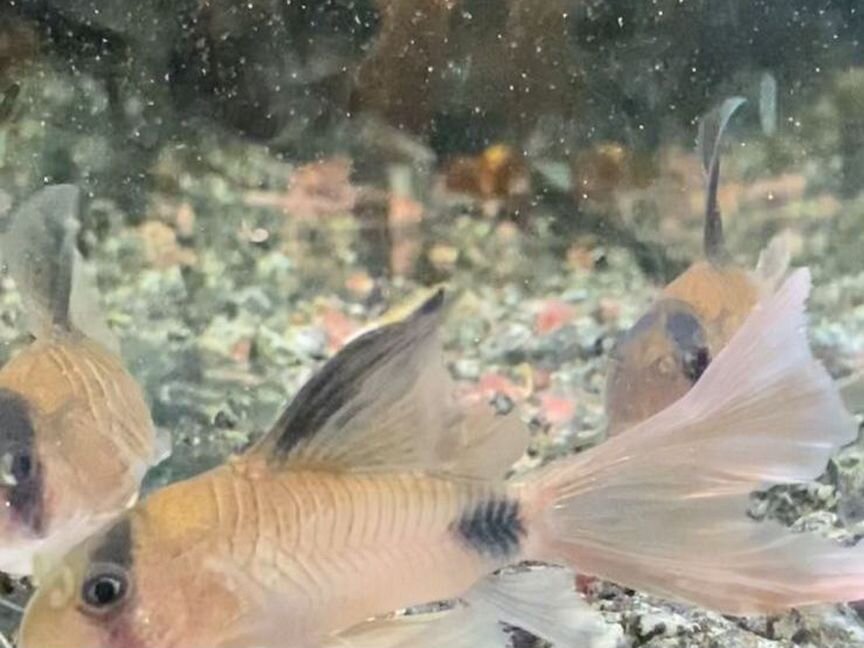 Коридорас Панда вуаль. Креветки. Улитки Хелена