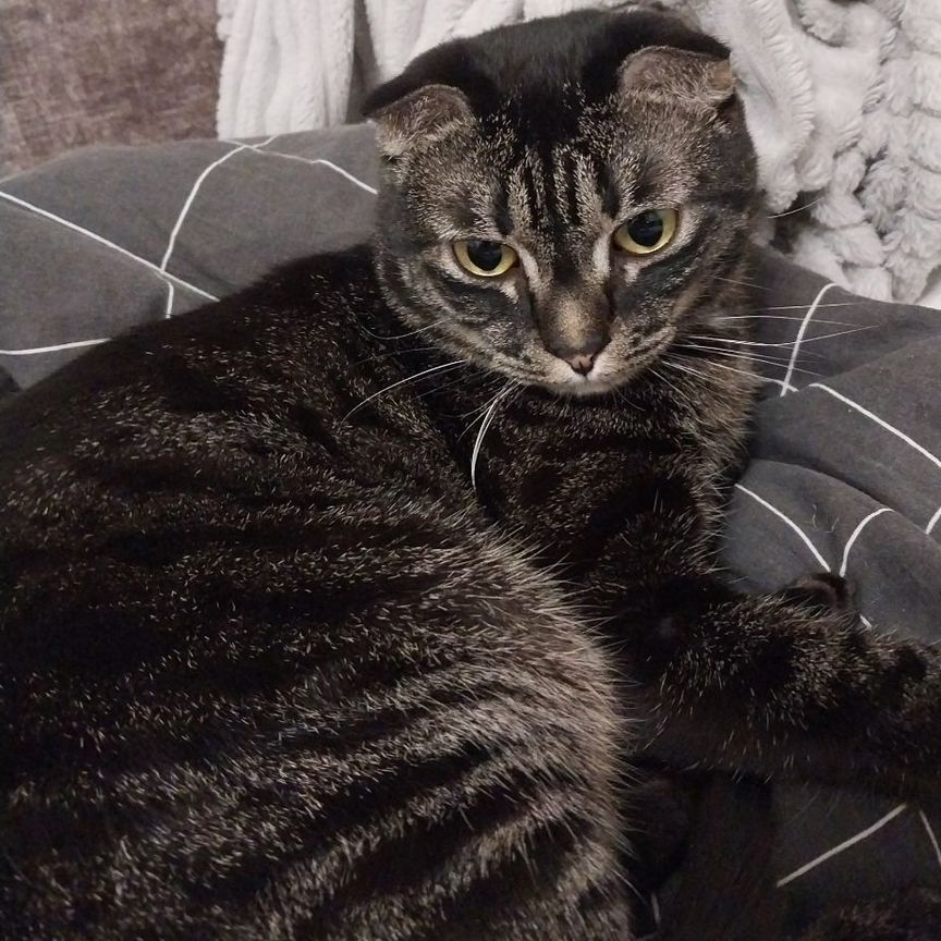 Шотландский вислоухий короткошёрстный, взрослый кот