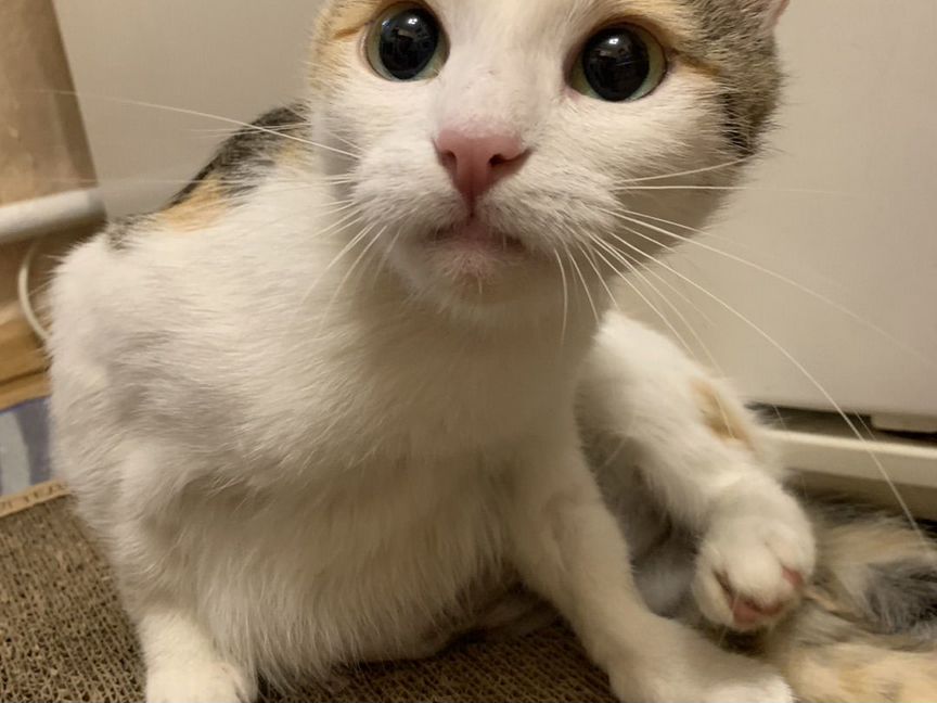 Трехцветная кошечка Веста ищет дом