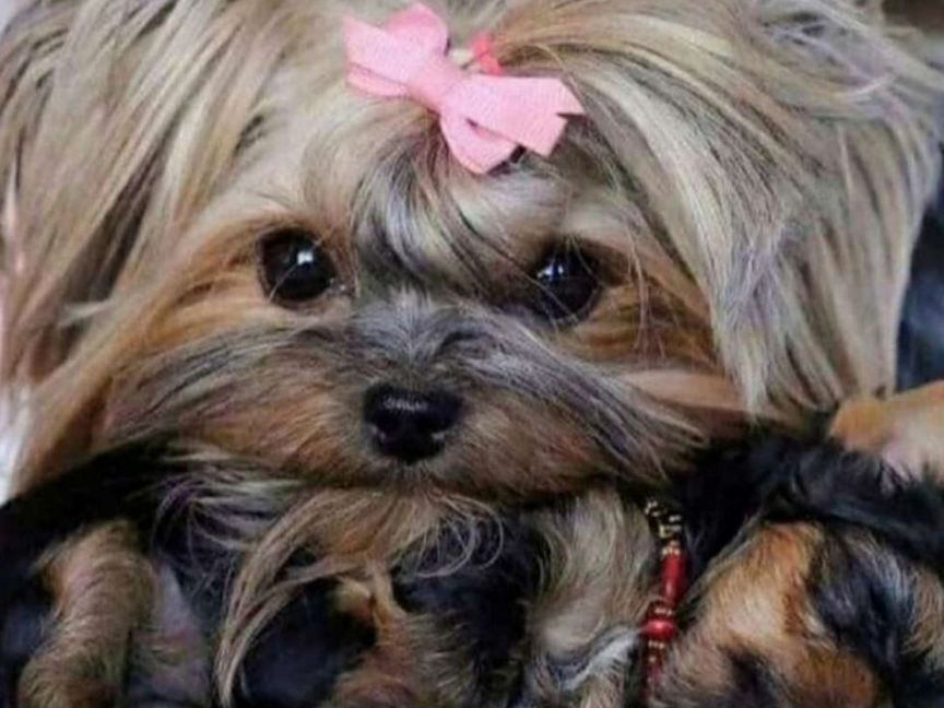 Йоркширский терьер щенки