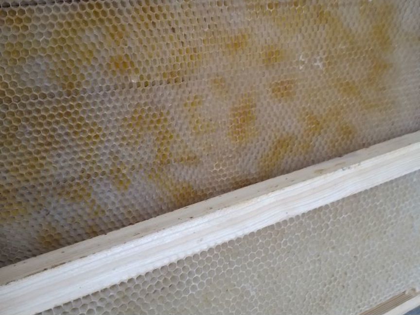 Сушь гнездовая и магазинная