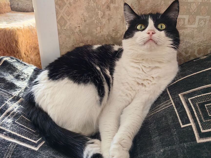 Кошка ищет дом