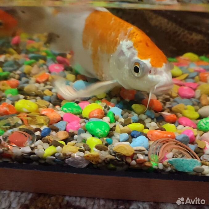 Красные кометы рыбки