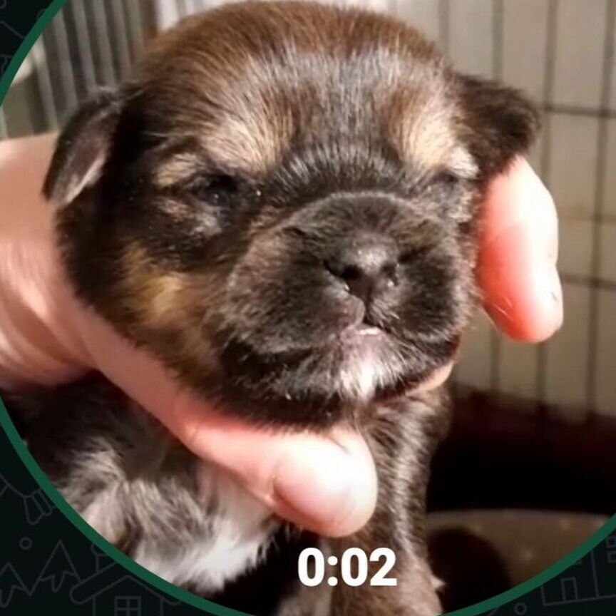 Шорки Новогодние подарки