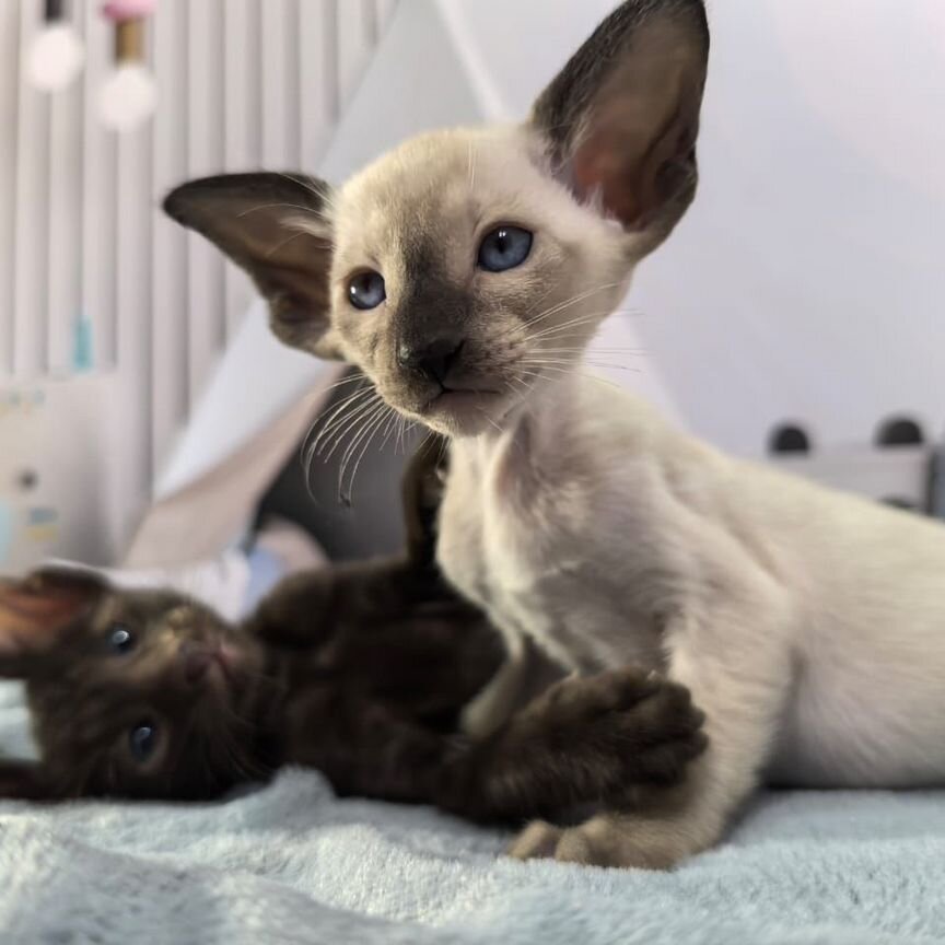 Ориентальные сиамы девочки