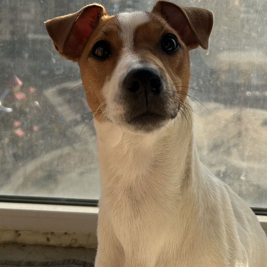 Джек-рассел-терьер, щенок