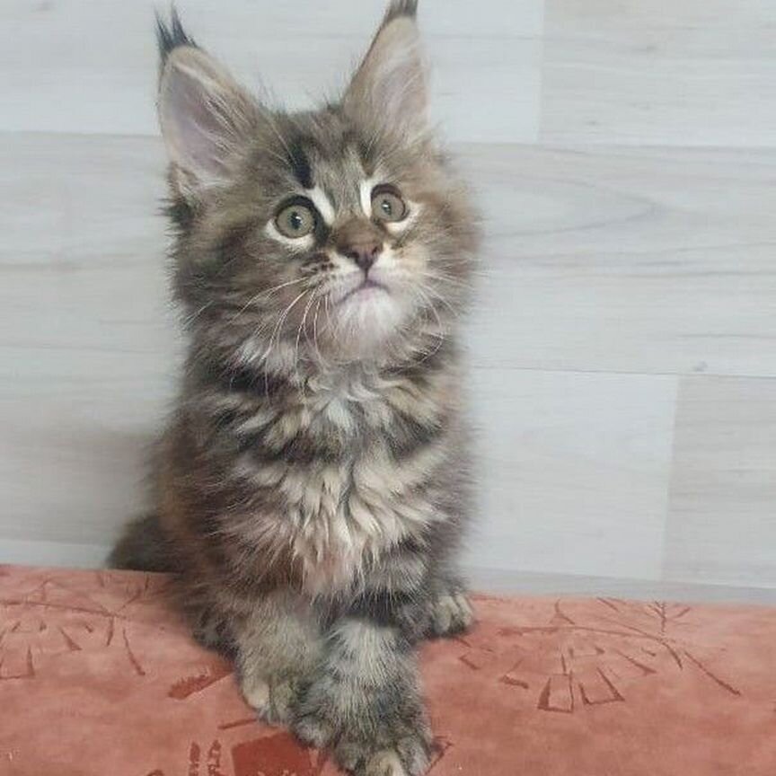 Котята мэйн кун