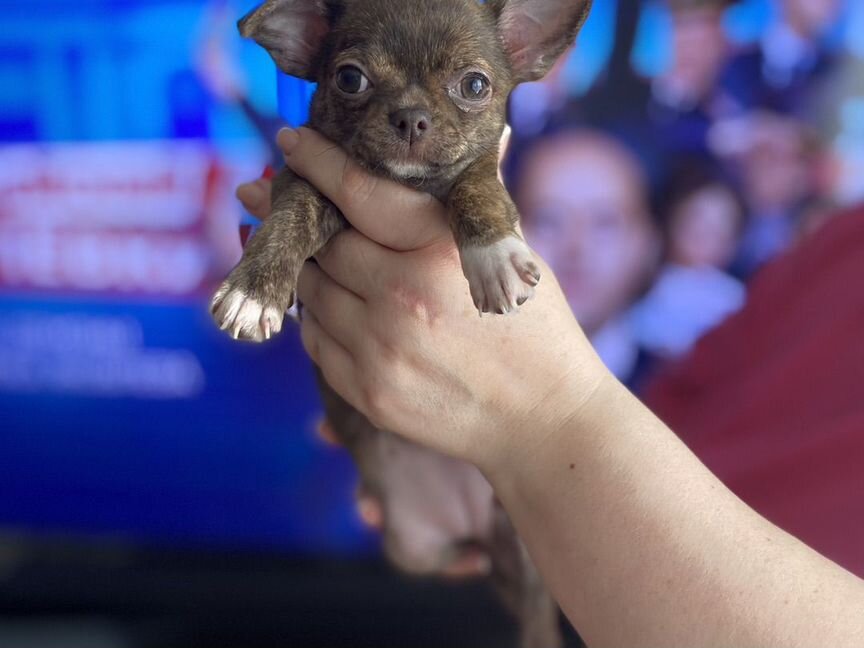 Шенки Чихуа-хуа