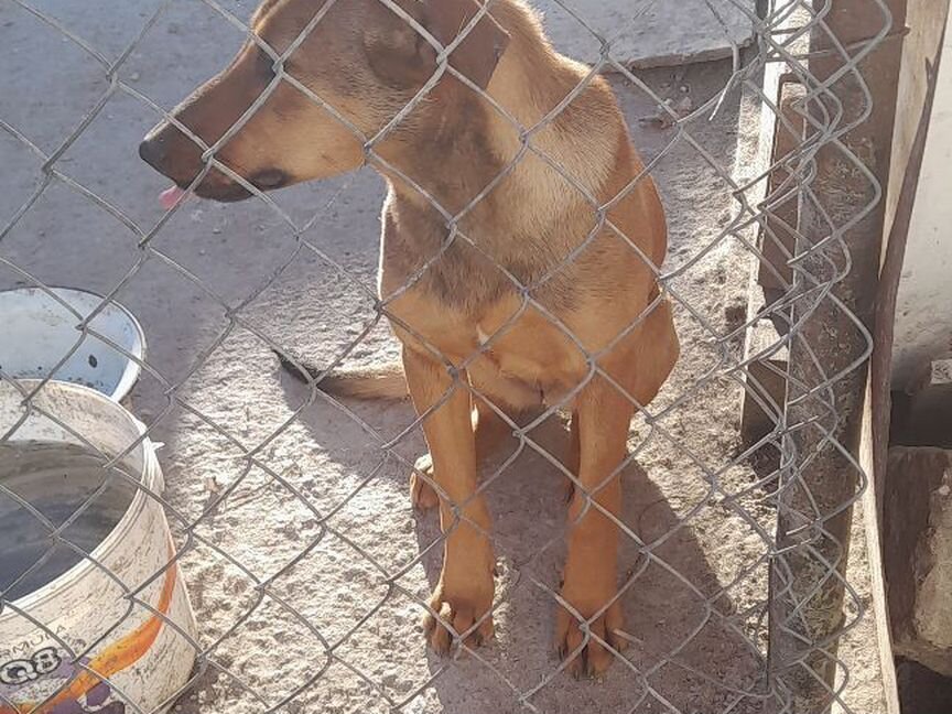 Щенок волкособаки девочка