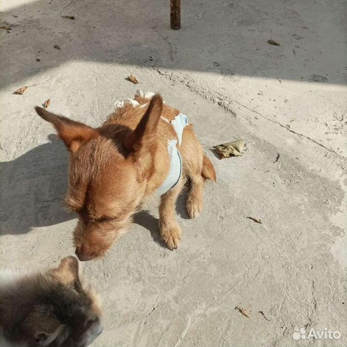 Молодая небольшая собака