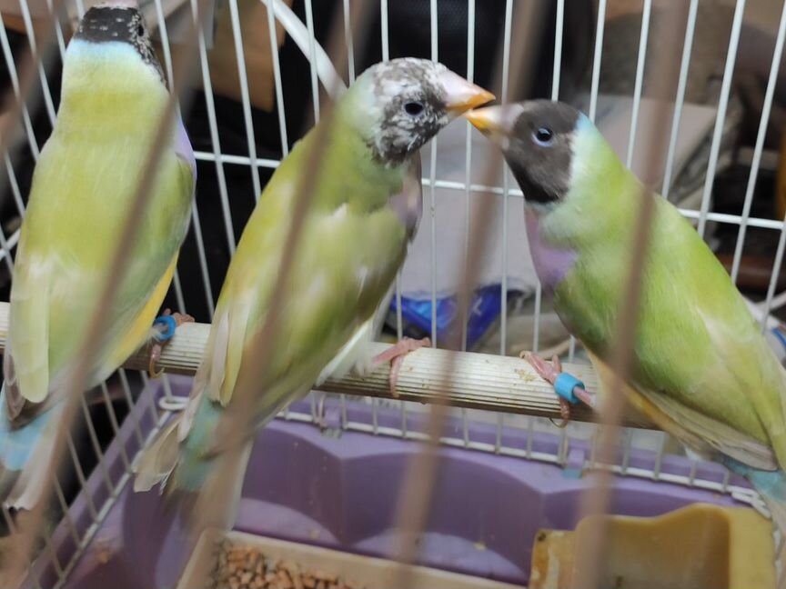 Амадины гульда