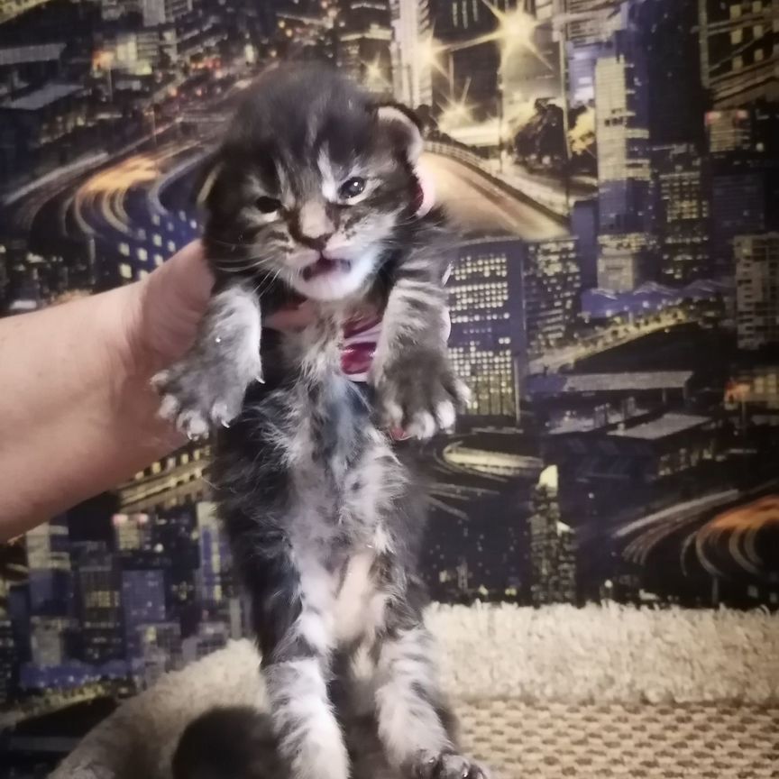 Котята мейн-кун