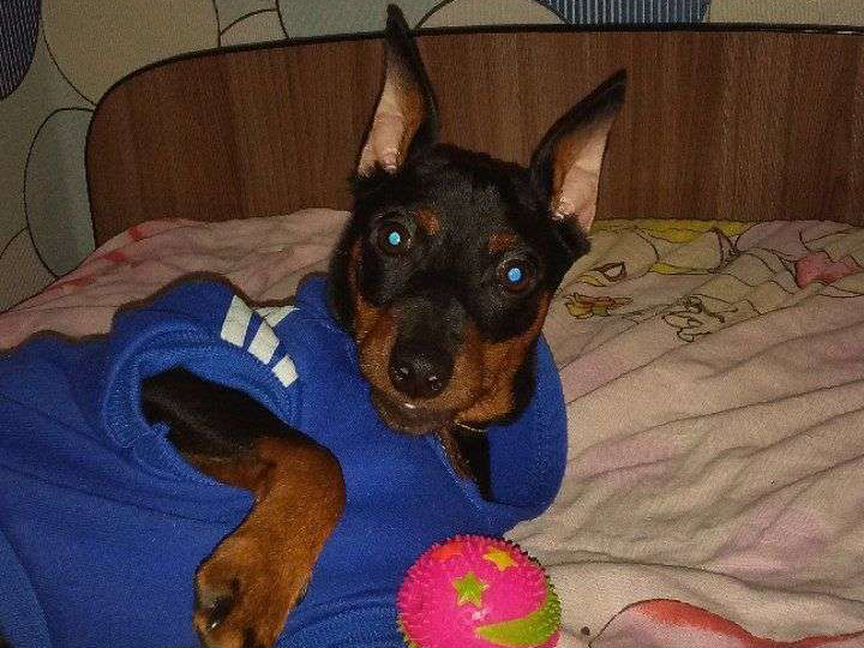 Вязка цвергпинчер